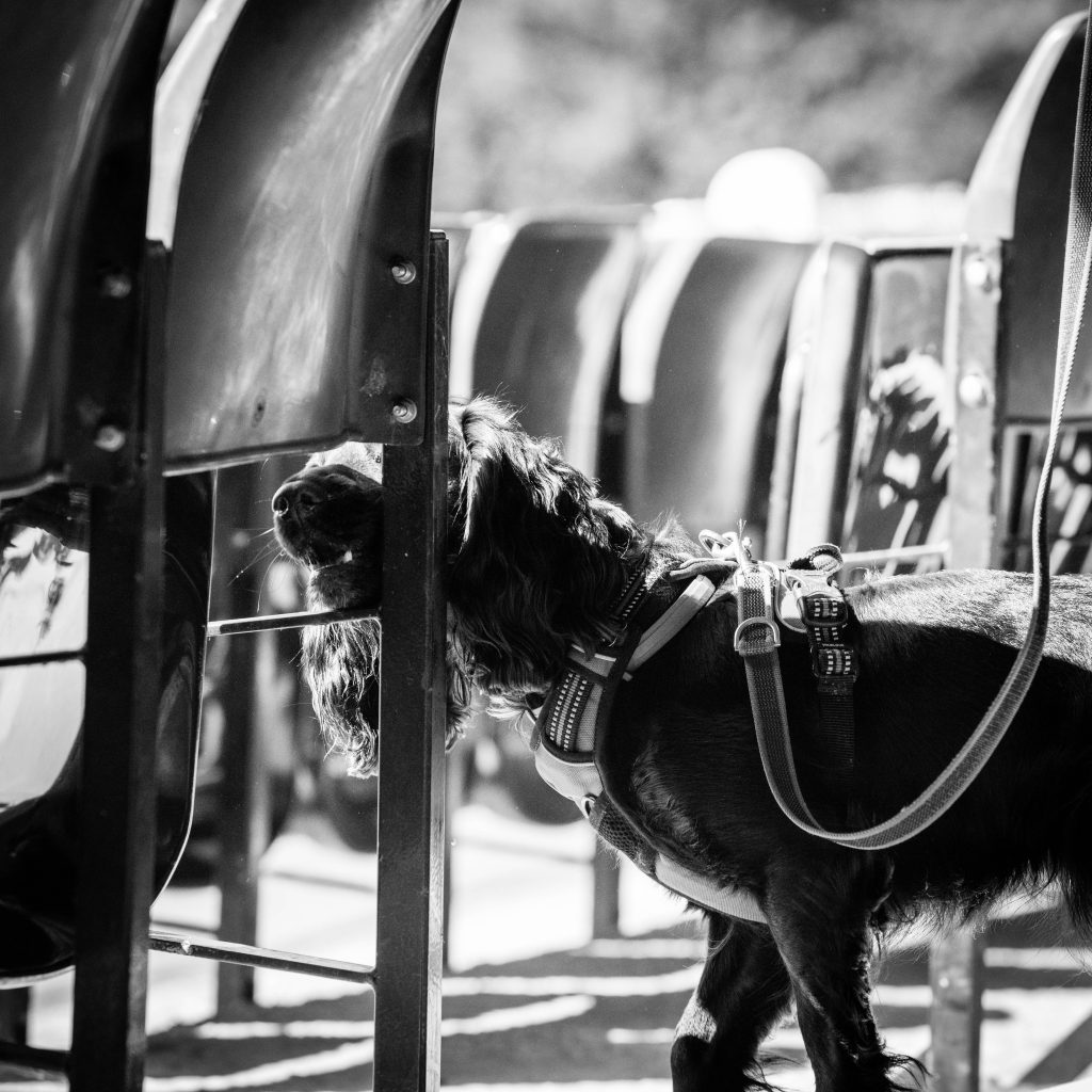 Uk Sniffer Dogs Beginners The Ogwell Dog Trainer uk-sniffer-dogs-beginners-the-ogwell-dog-trainer